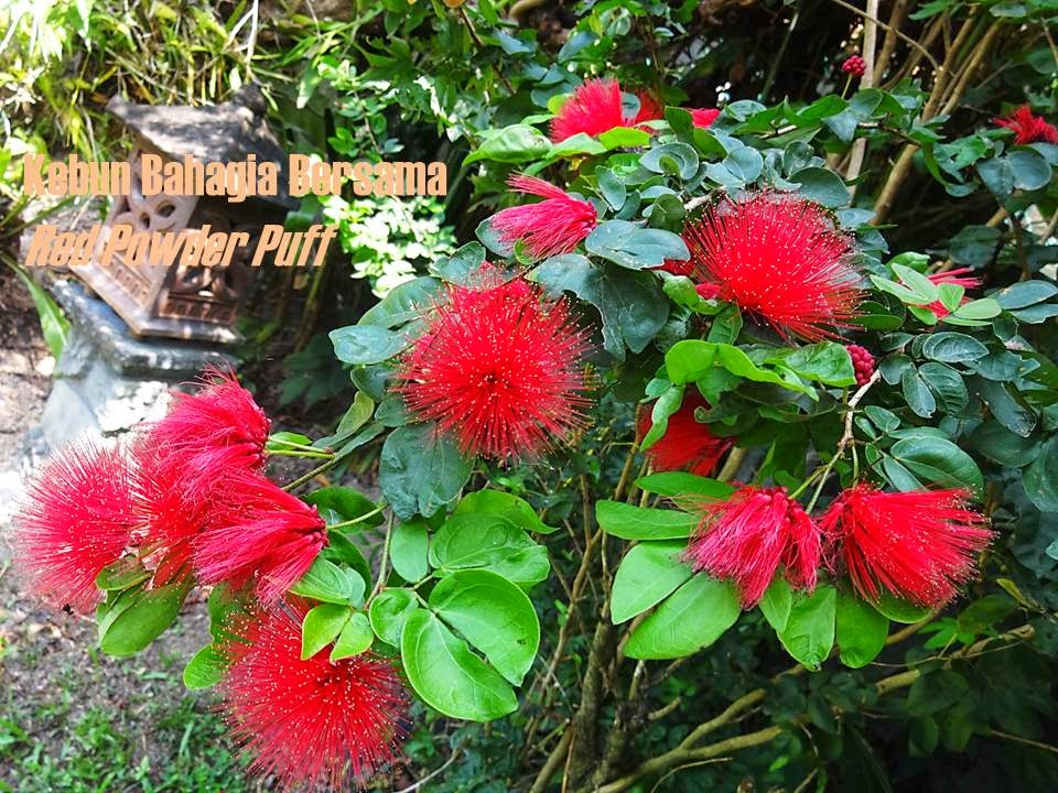 Baru 26+ Bunga Warna Merah