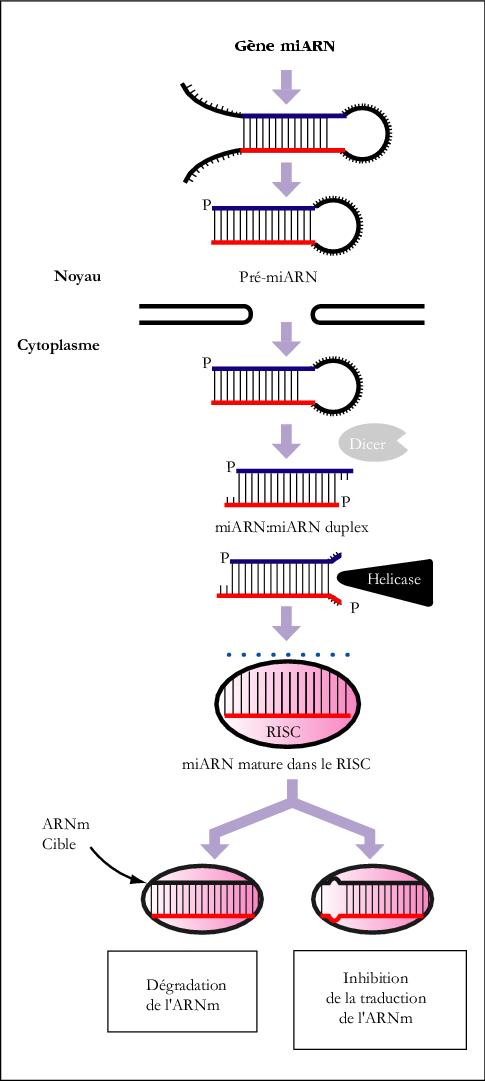 Actualités Scientifiques - Médicales: Renouvellement des micro-ARNs ...
