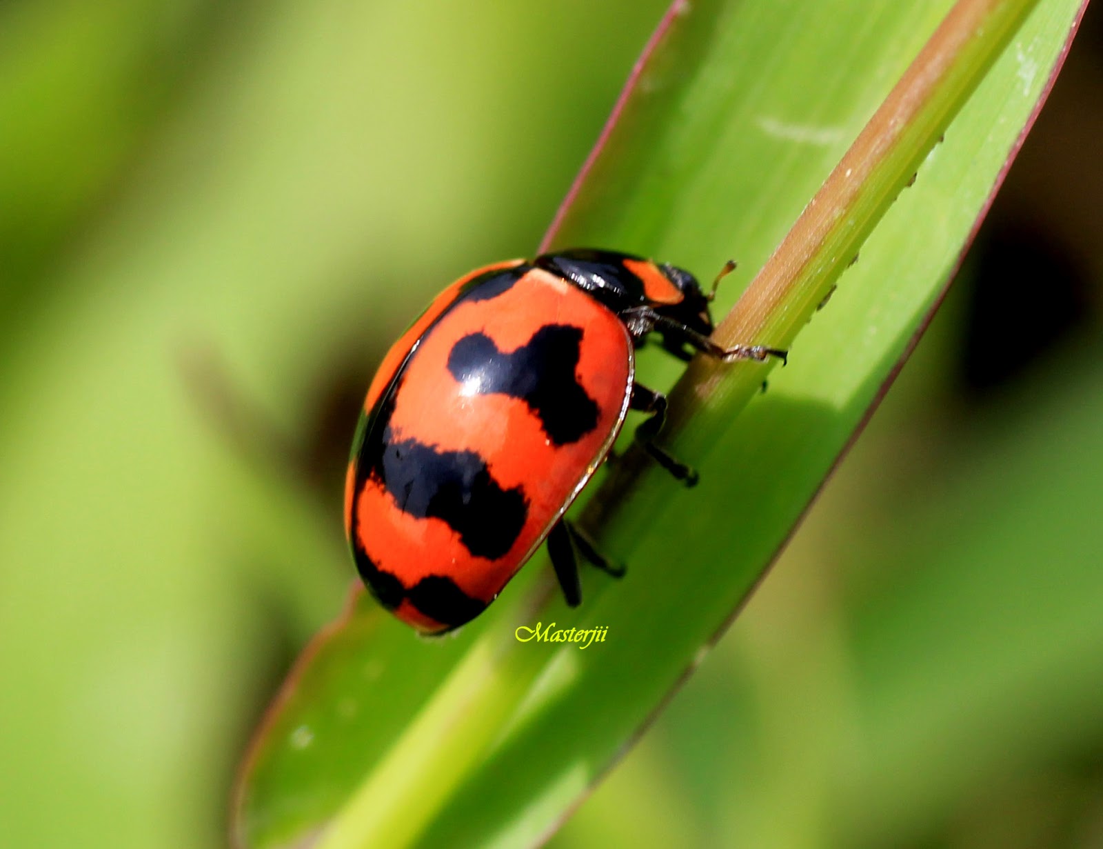PELITA KABAD: SAHABAT LADANG DALAM TANAMAN PADI. ( Part 1 )