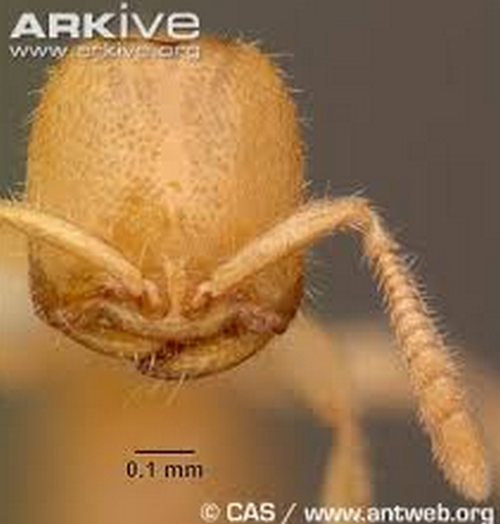 Semut Luar Biasa Pantas Mengigit di Dunia - Gaban Comel