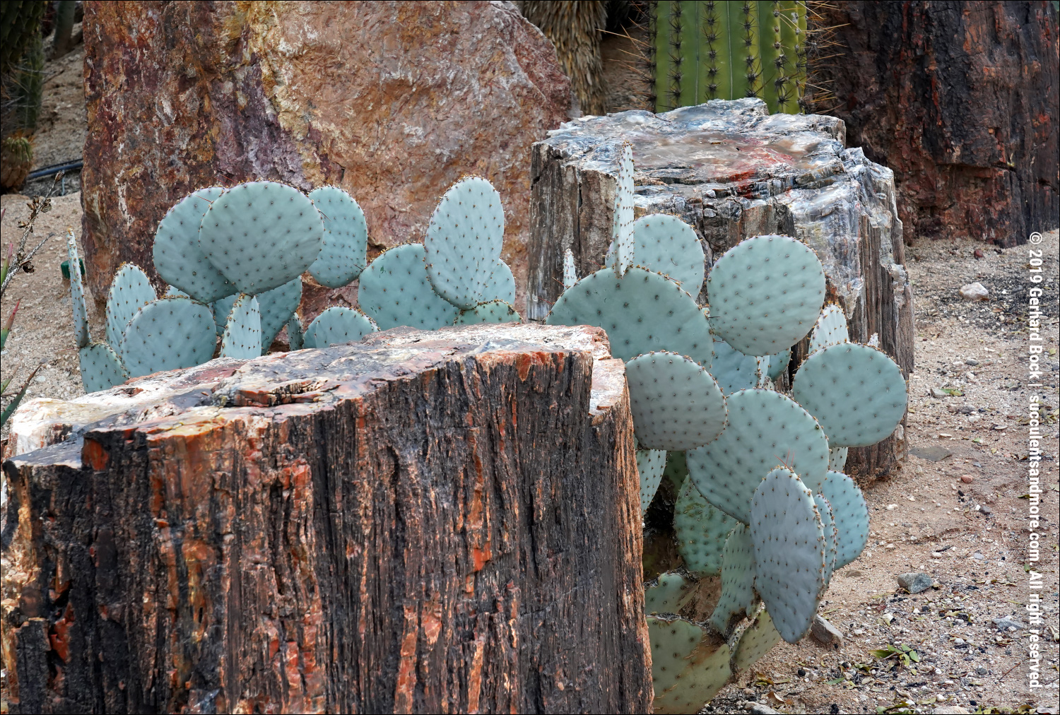 Bach's Cactus Nursery in Tucson on a chilly winter day