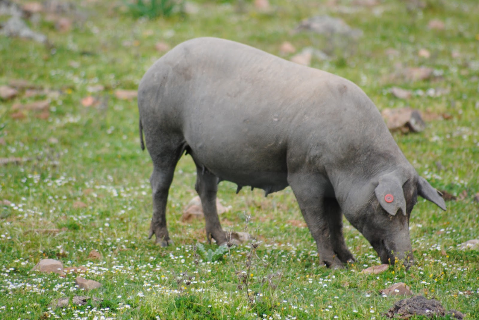 La naturaleza en Extremadura: El cerdo ibérico