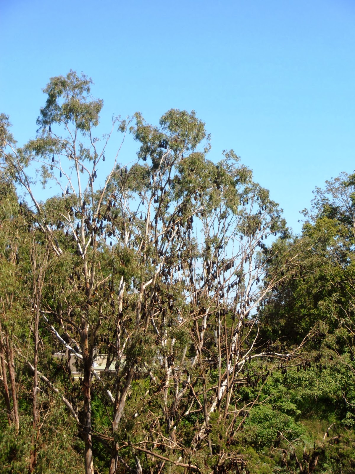 The Clarke's Aussie Adventure: 21 December 2013 - Lowood Showgrounds ...