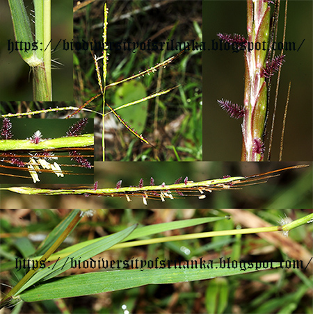Biodiversity of Sri Lanka: 2017