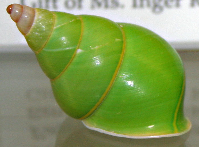 Around and About with Bulldog Pottery: Green Tree Snail Shell