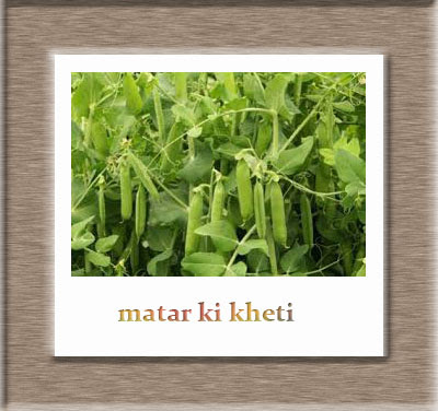 matar ki kheti kaise kare - मटर की खेती कैसे करे पूरी जानकारी हिंदी में ...