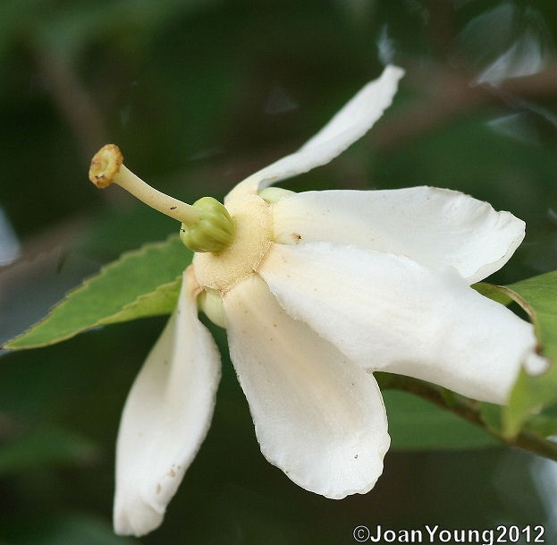 South African Photographs: Snuff-box or Fried Egg Tree (Oncoba spinosa)