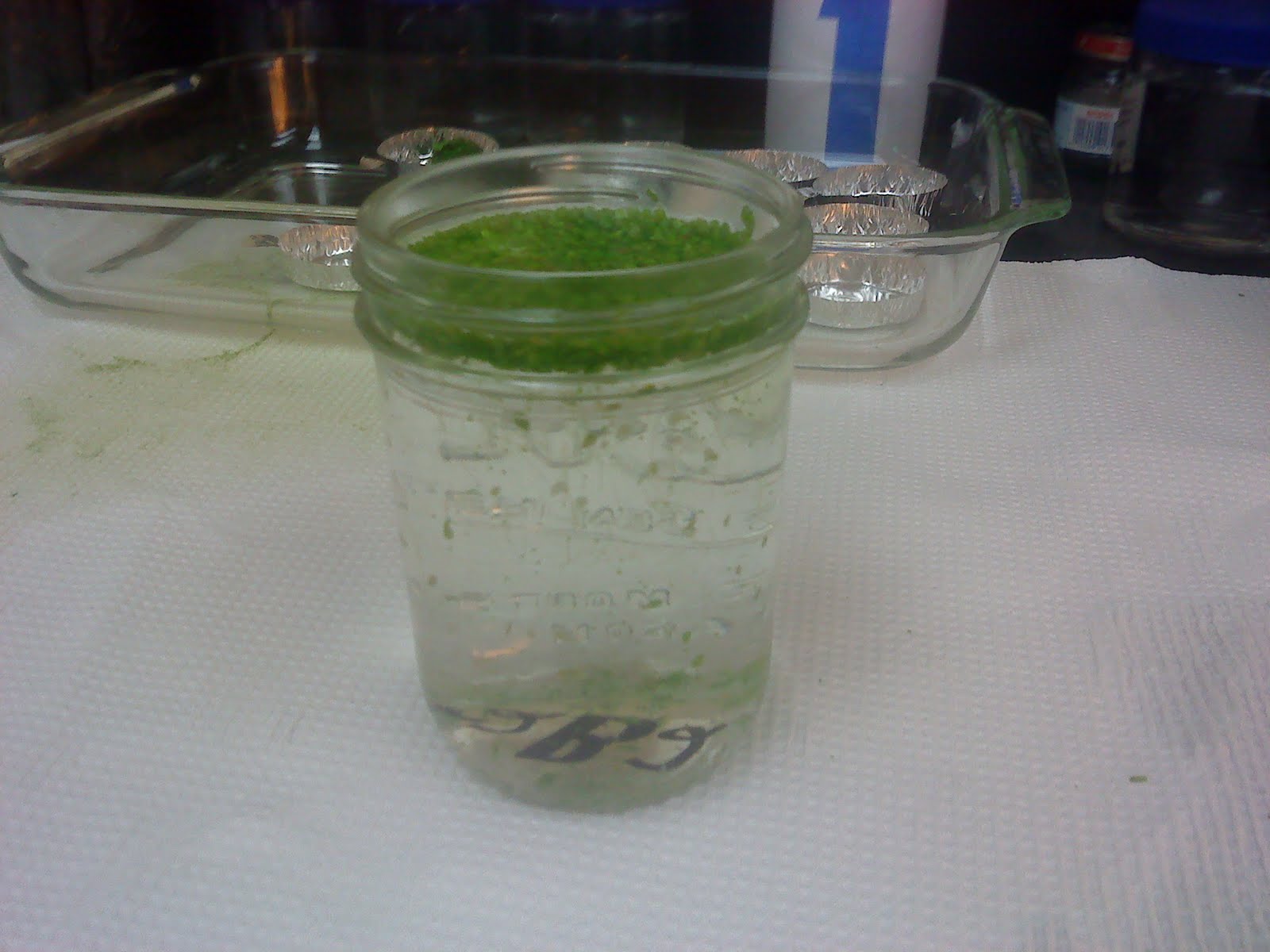 Duckweed Research: Procedure for Testing Pharmaceutical Removal by ...