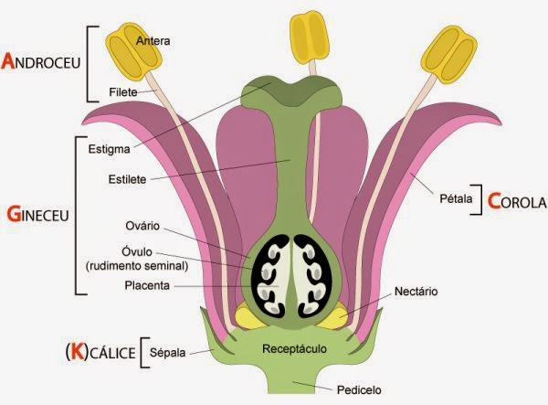 Bio Lounge: ANGIOSPERMAS - resumão geral