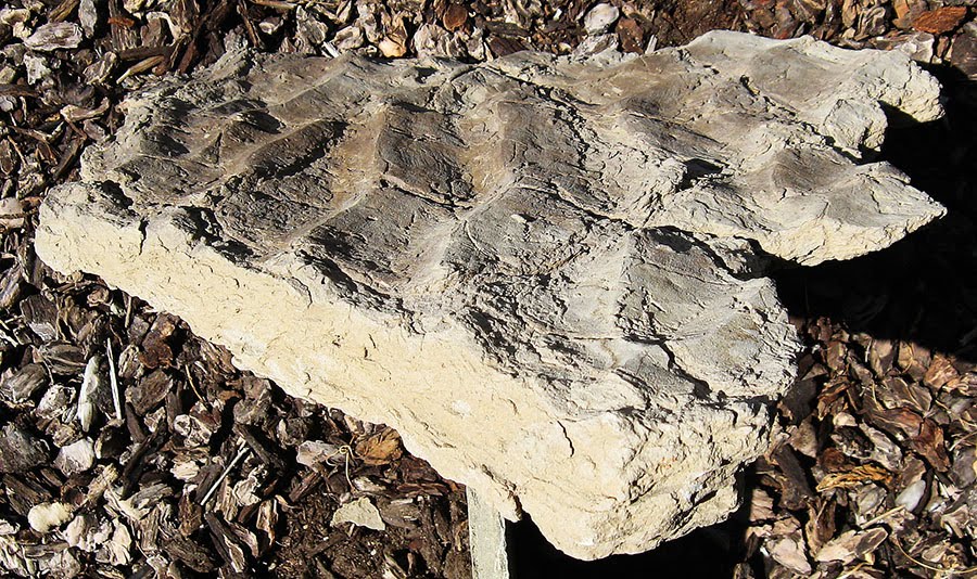 PALEO & GEO TOPICS: Comments by R. L. Squires: Ancient wave-formed ...