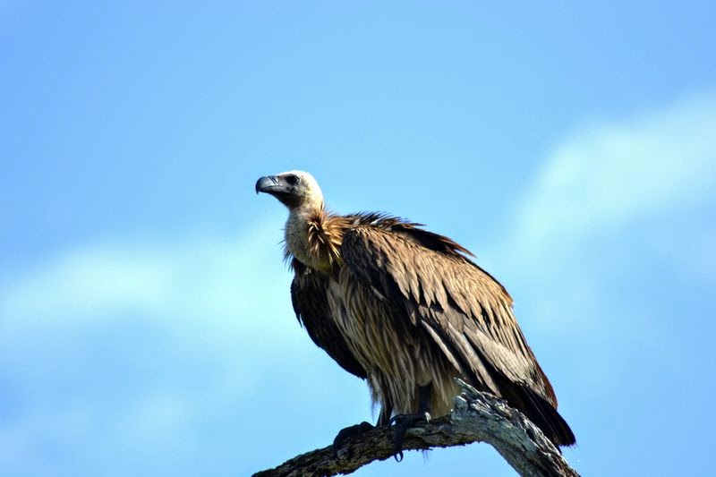Faszination Geier: Gastbeitrag: Krüger Nationalpark