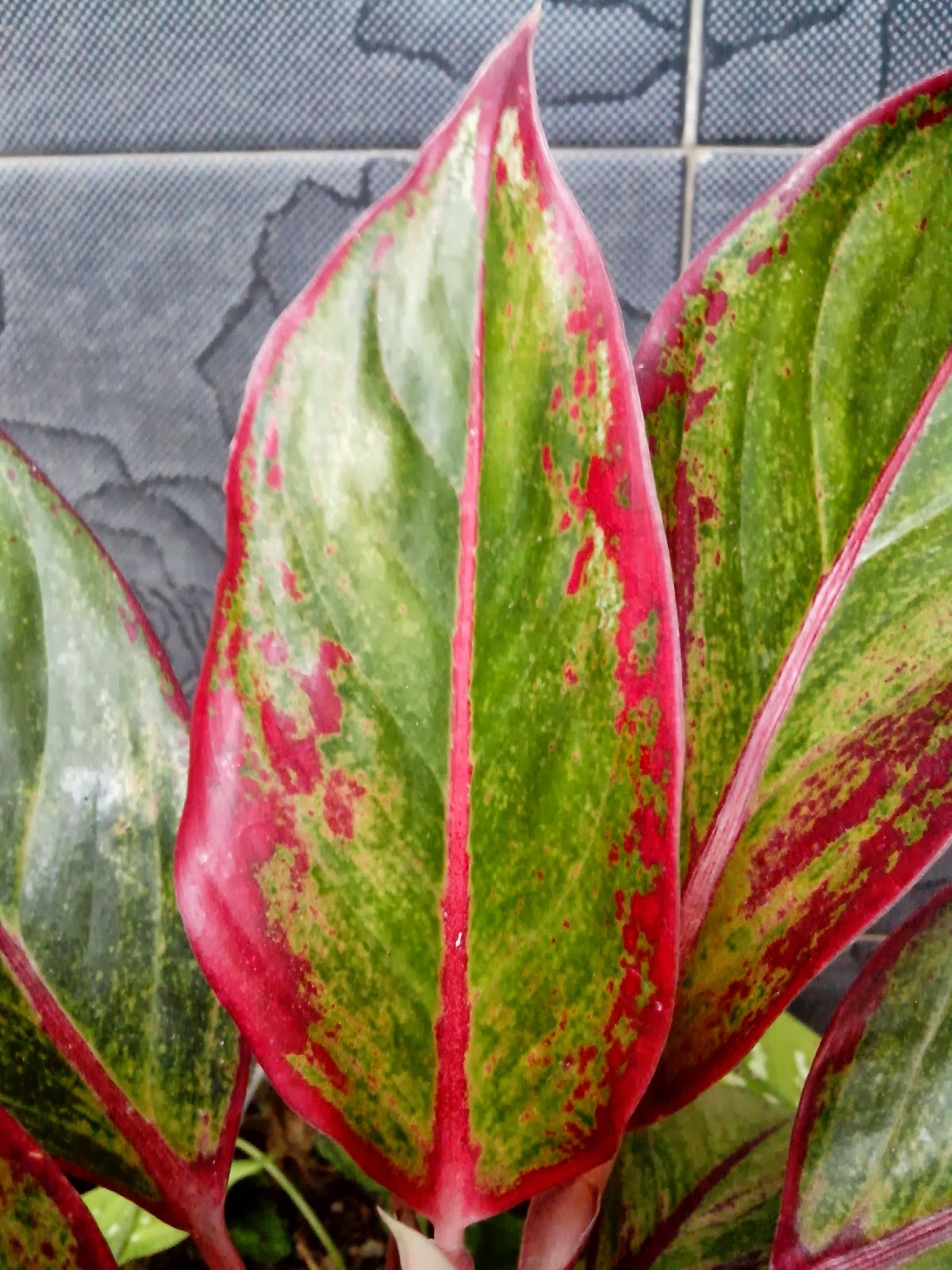 Endah Murniyati s Journey AGLAONEMA LIPSTICK endah-murniyati-s-journey-aglaonema-lipstick