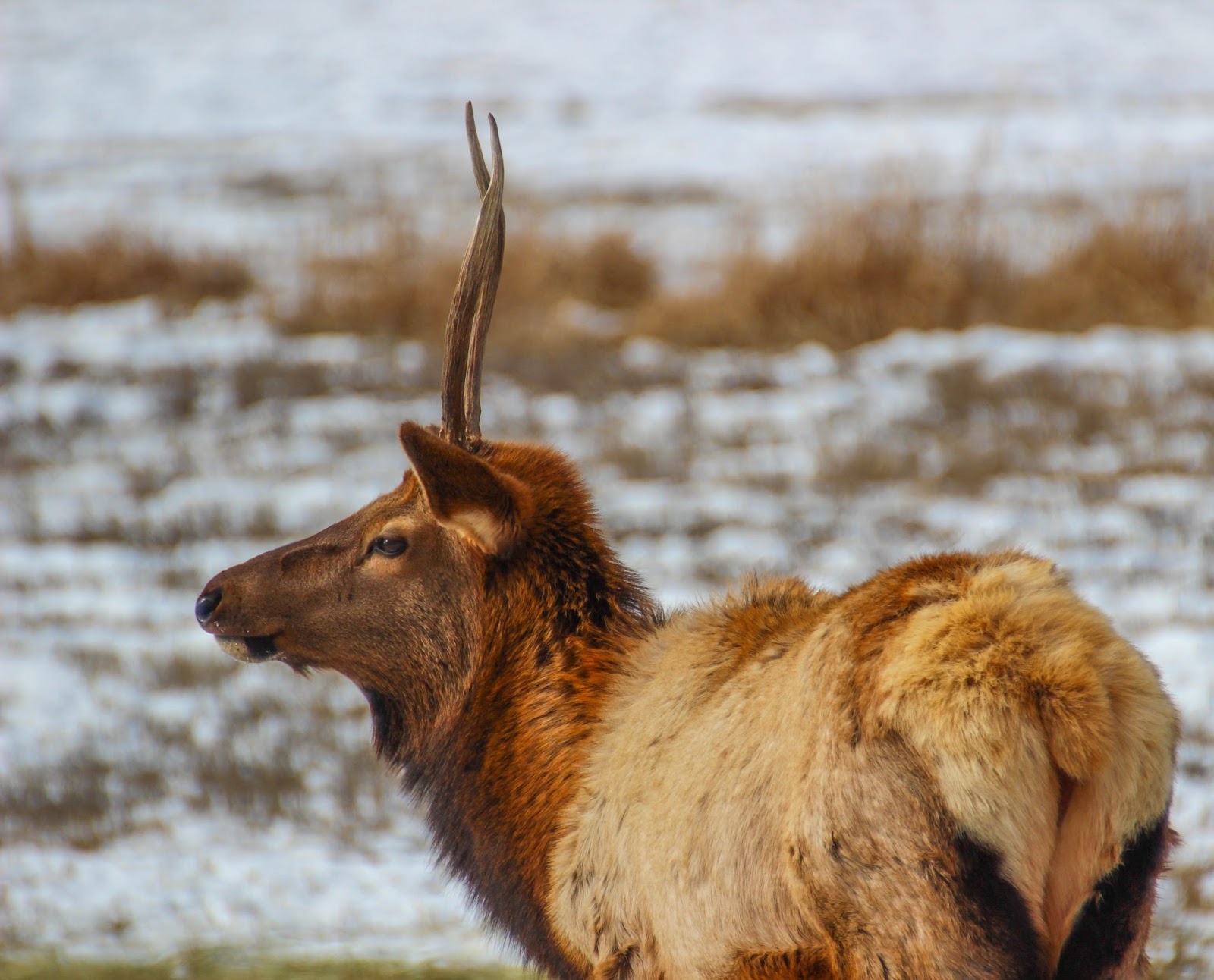 Cannundrums: Hardware Ranch Elk - Utah