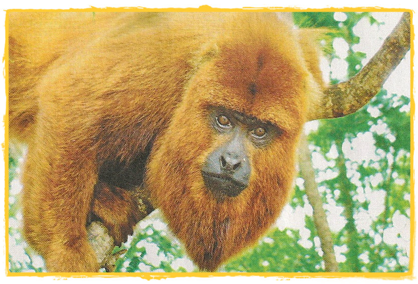 Pormenores Quotidianos: Macaco bugio