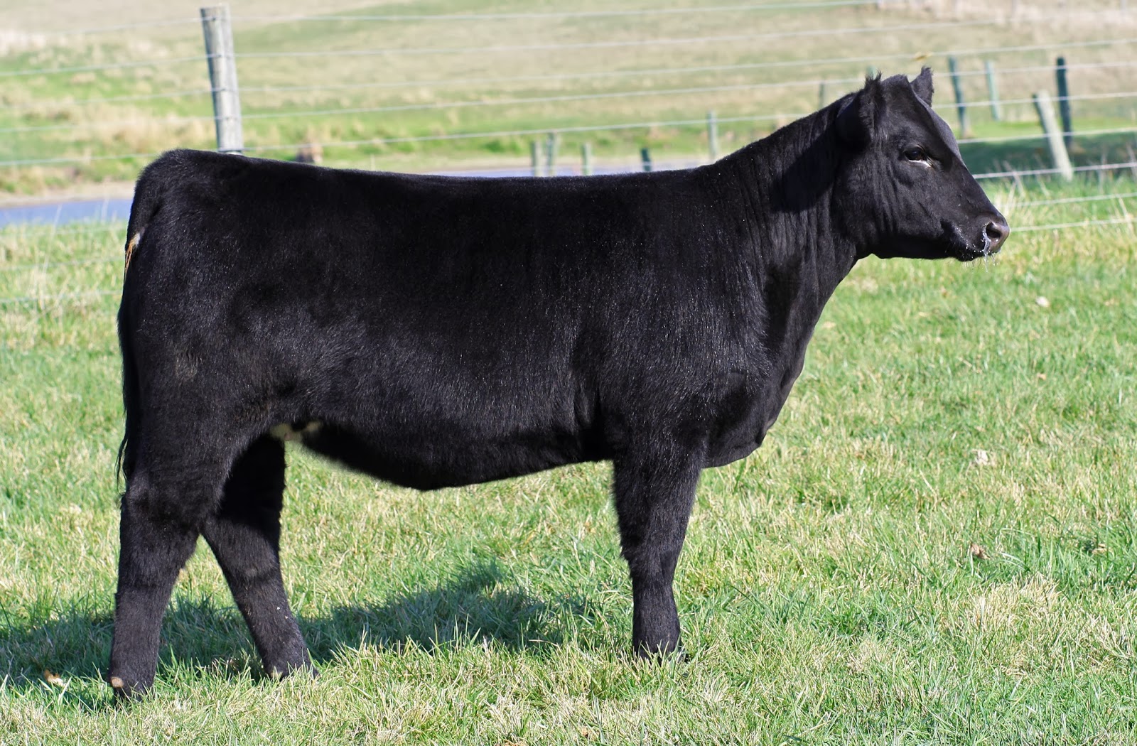 Holtkamp Cattle Co: This Irish Whiskey heifer that brings it!