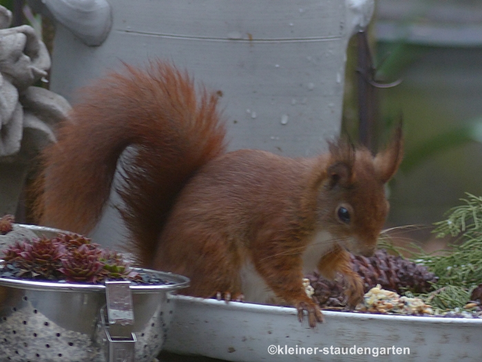 kleiner-staudengarten: Der kleine Racker...