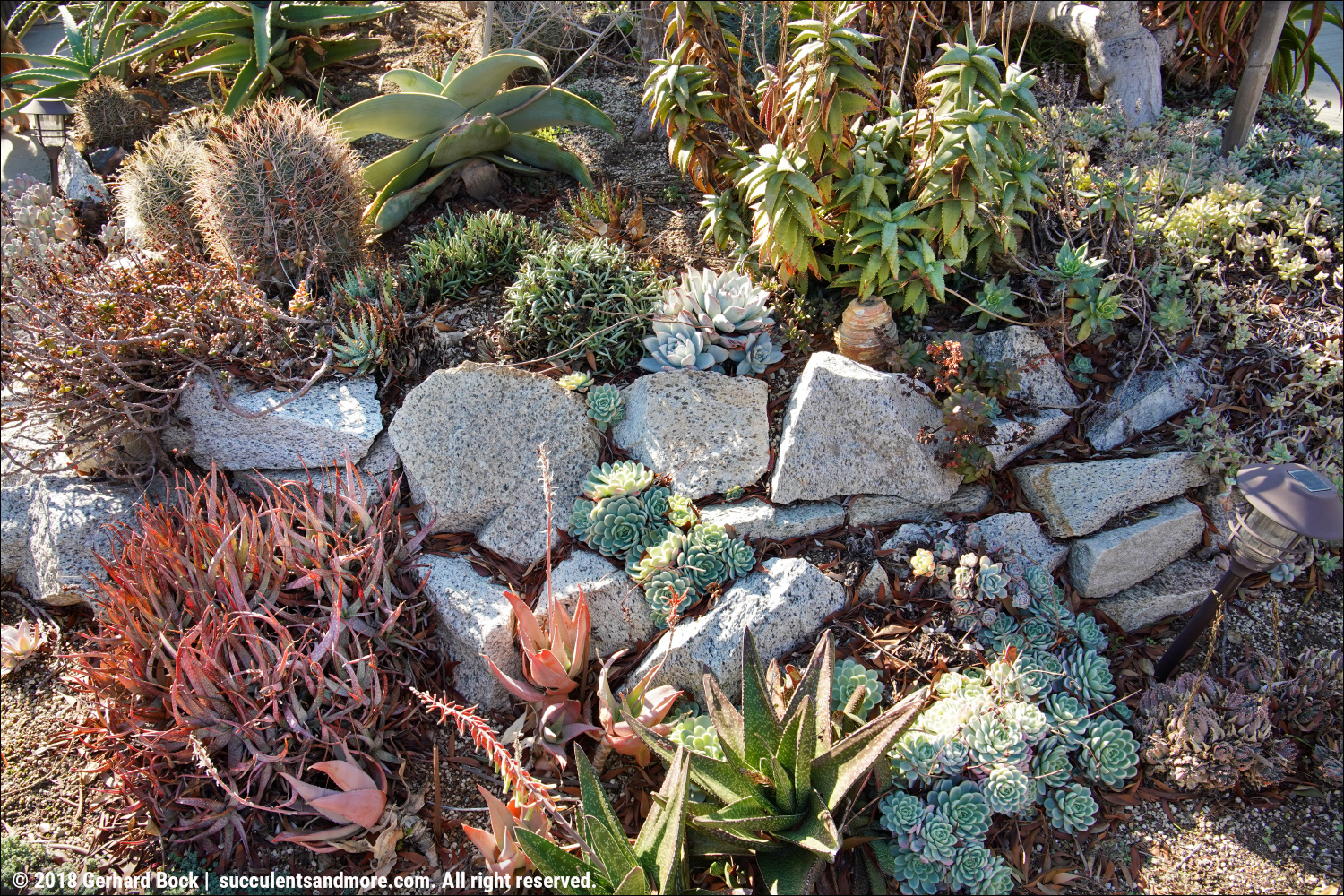 John Miller's Oakland aloe garden (Institute for Aloe Studies)