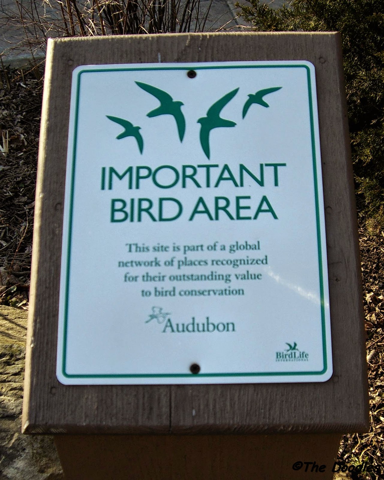 Birds from Behind : Thank You...