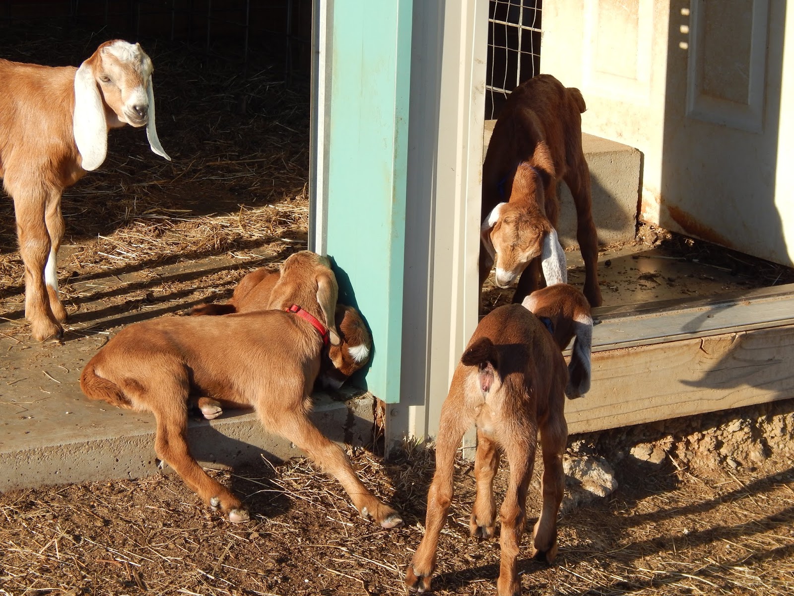 Thoughts from Frank and Fern: Ivory's Kids & More Goat Lore