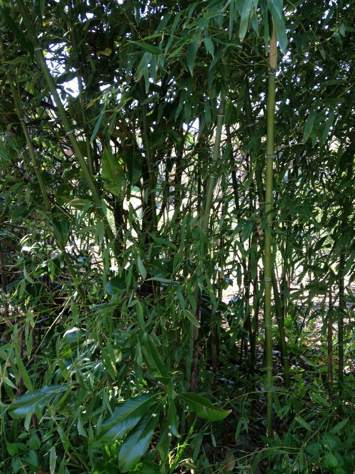 Plant Photo Project