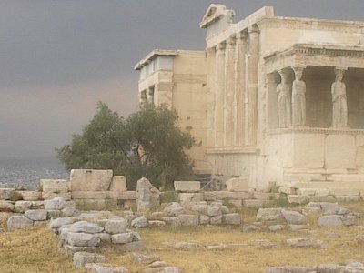 Freyja Hof's Muse: Athena's Sacred Olive Trees