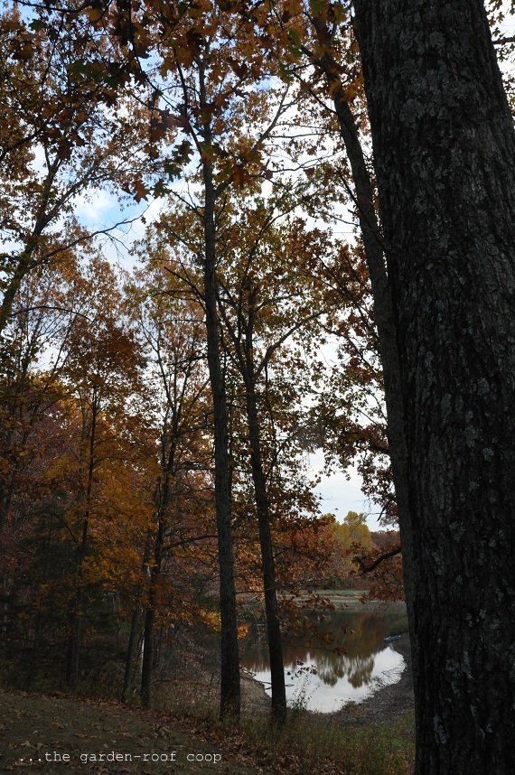 the garden-roof coop: Shades of Autumn-Oaks...