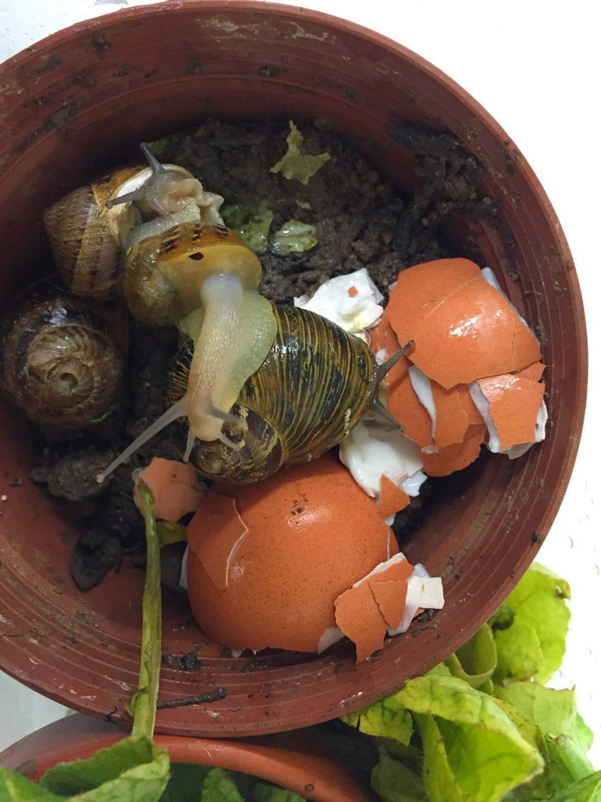 Com són els cargols?: Què aporten els cargols a l'entorn i què en reben ...