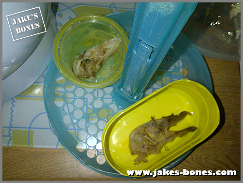 My brilliant new clever invention for cleaning bones : Jake's Bones