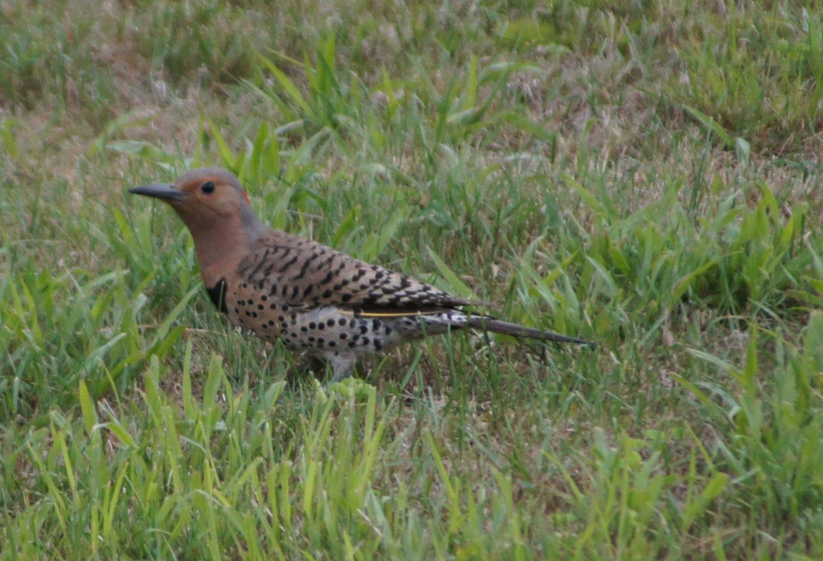 Things with Wings: Northern Flicker, Alabama State Bird