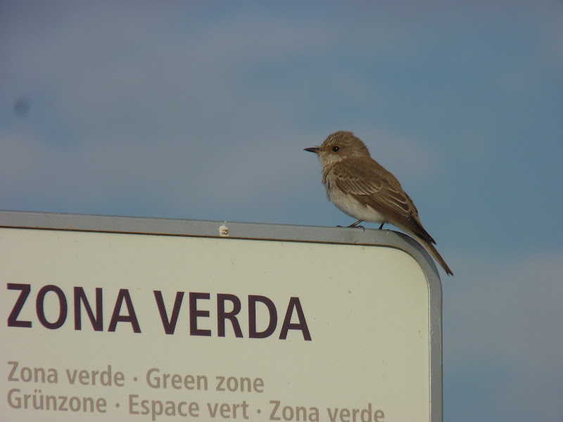 BIRDING NORTH BUCKS AND BEYOND: Menorca Birds