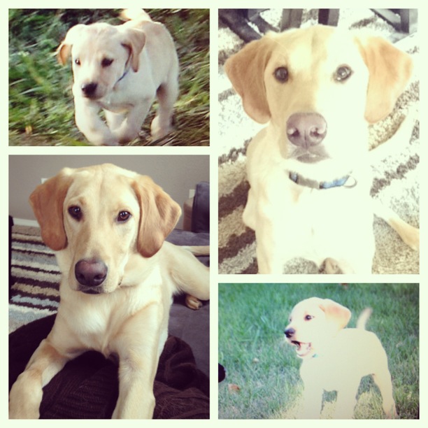 K and R Labradors: Owners and Companions