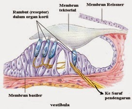 Mekanisme Sensoris dan Motoris Indra Pendengaran