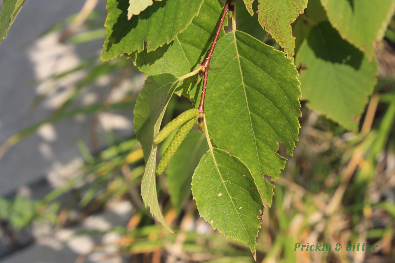 Prickly and Bitter: Birch bark canoes in tree form