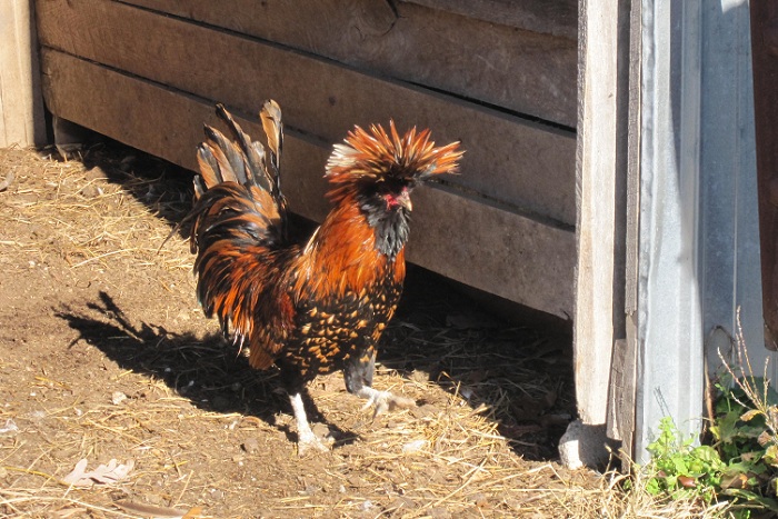 Ruthlynn's World: Toppy Rooster