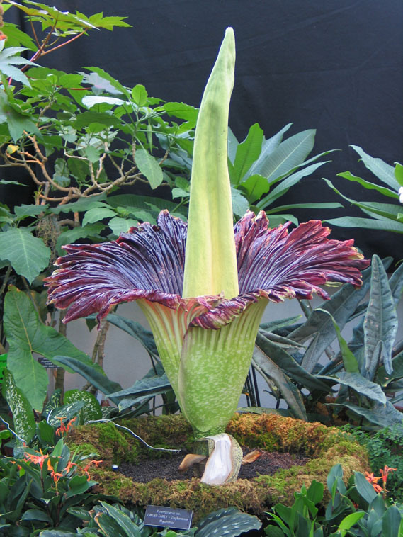 Aro titán o aro gigante o bunga baikan (Amorphopallus titanum)
