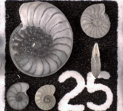 Foraminifera - the blog of foraminifera.eu: Operculina ammonoides