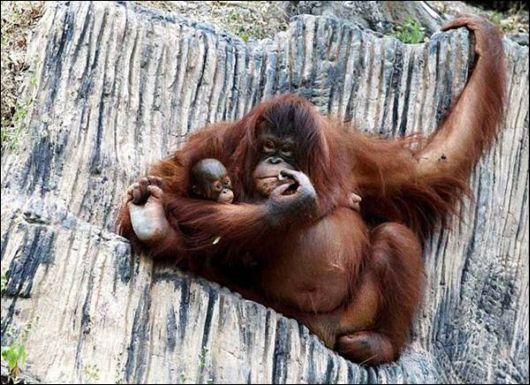 Most Funniest and Cute Animals | 100knot