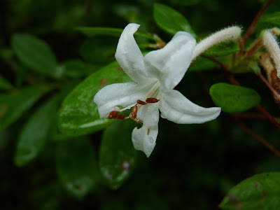 Dendroica: July 2013