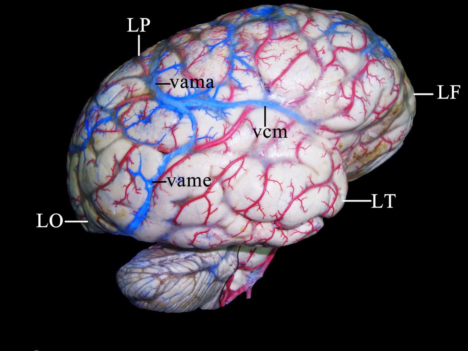 Espacio Neuro: enero 2015