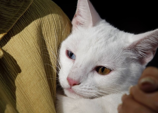 Gaspar, El Lugareño: Celebran exhibición de gatos en La Habana