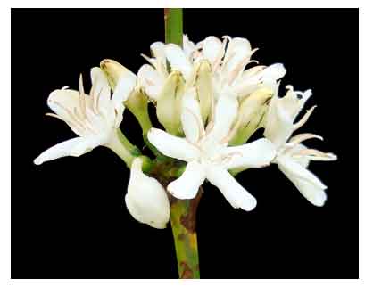 Flowers around the world: The National Flowers Every country (Y)