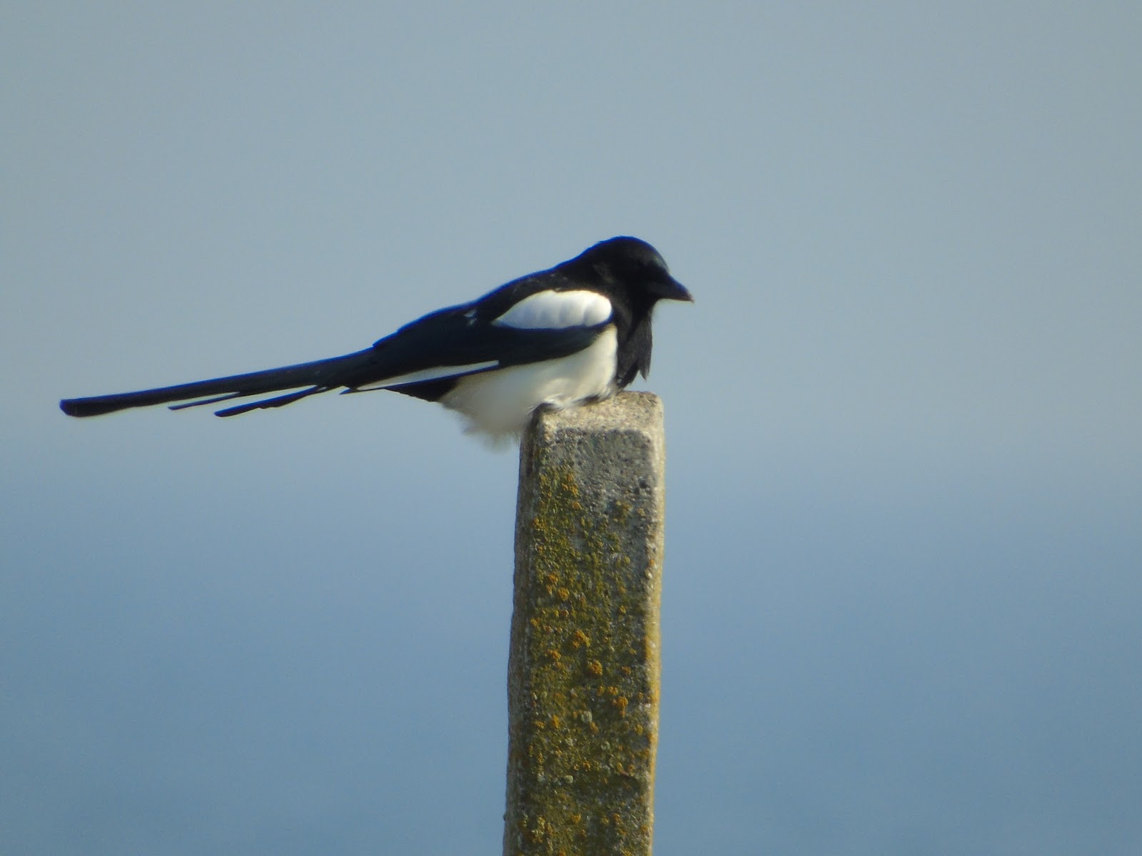 PASARI DIN ROMANIA: COTOFANA, Pica pica