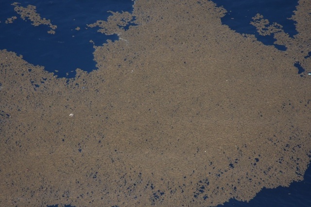 The Plastic Ocean Project: Bermuda Brings Science, Students, and ...