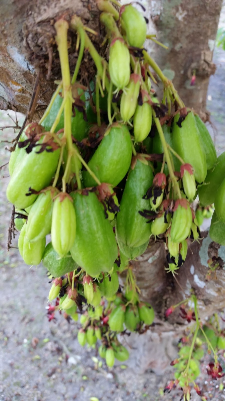 Warisan Petani: Belimbing Buluh Berbuah Lebat