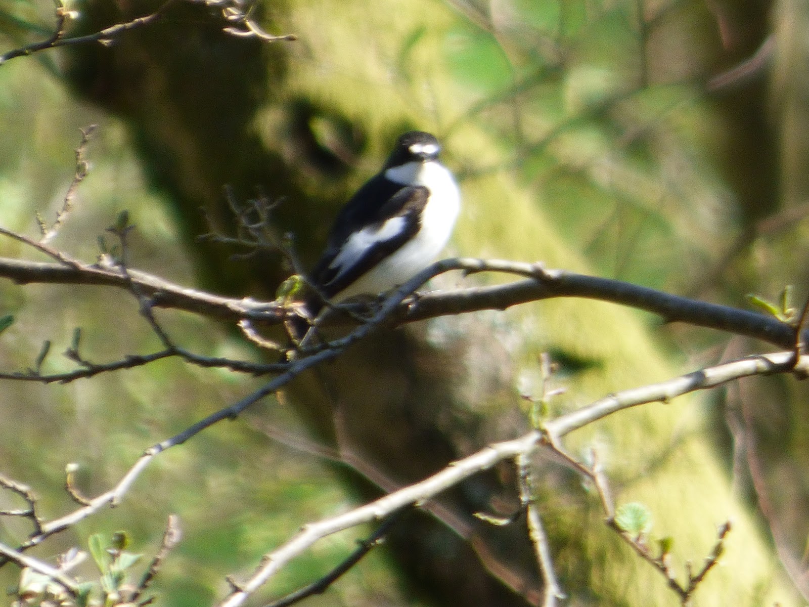 Valley Naturalist: Violet Oil Beetles