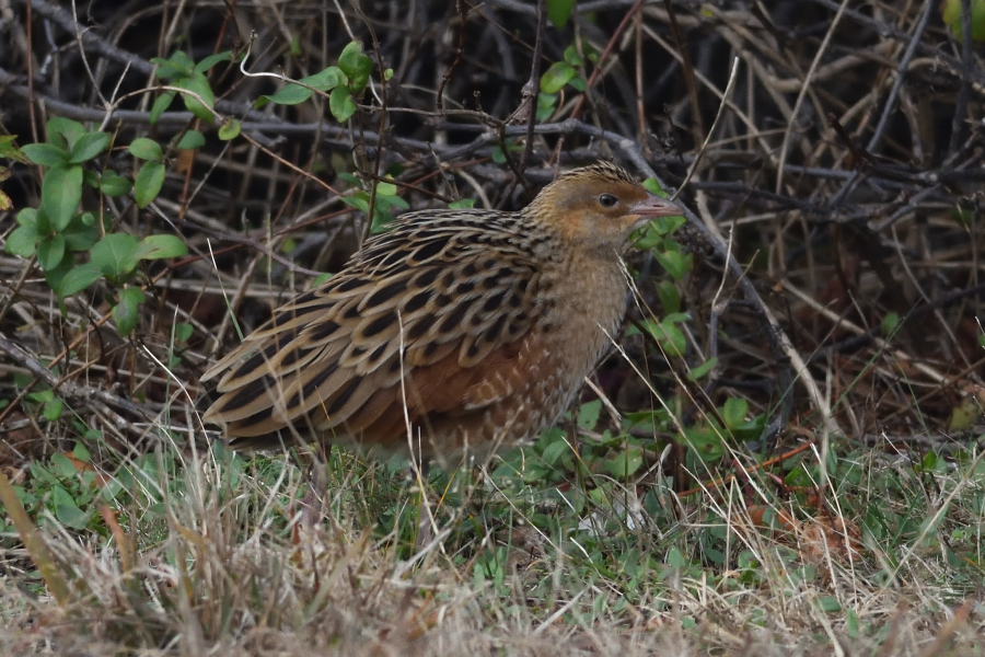 Birding Adventures of Dave DeReamus: Corn Crake in NY! ~ November 8, 2017