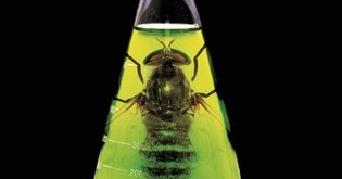 Pages for Thoughts: Cured (Stung Book 2) by Bethany Wiggins