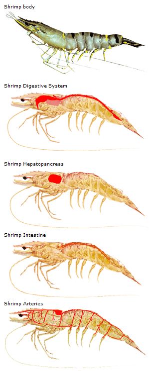 Chemical and physical factors that affect the biological growth of shrimp