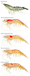 Chemical and physical factors that affect the biological growth of shrimp