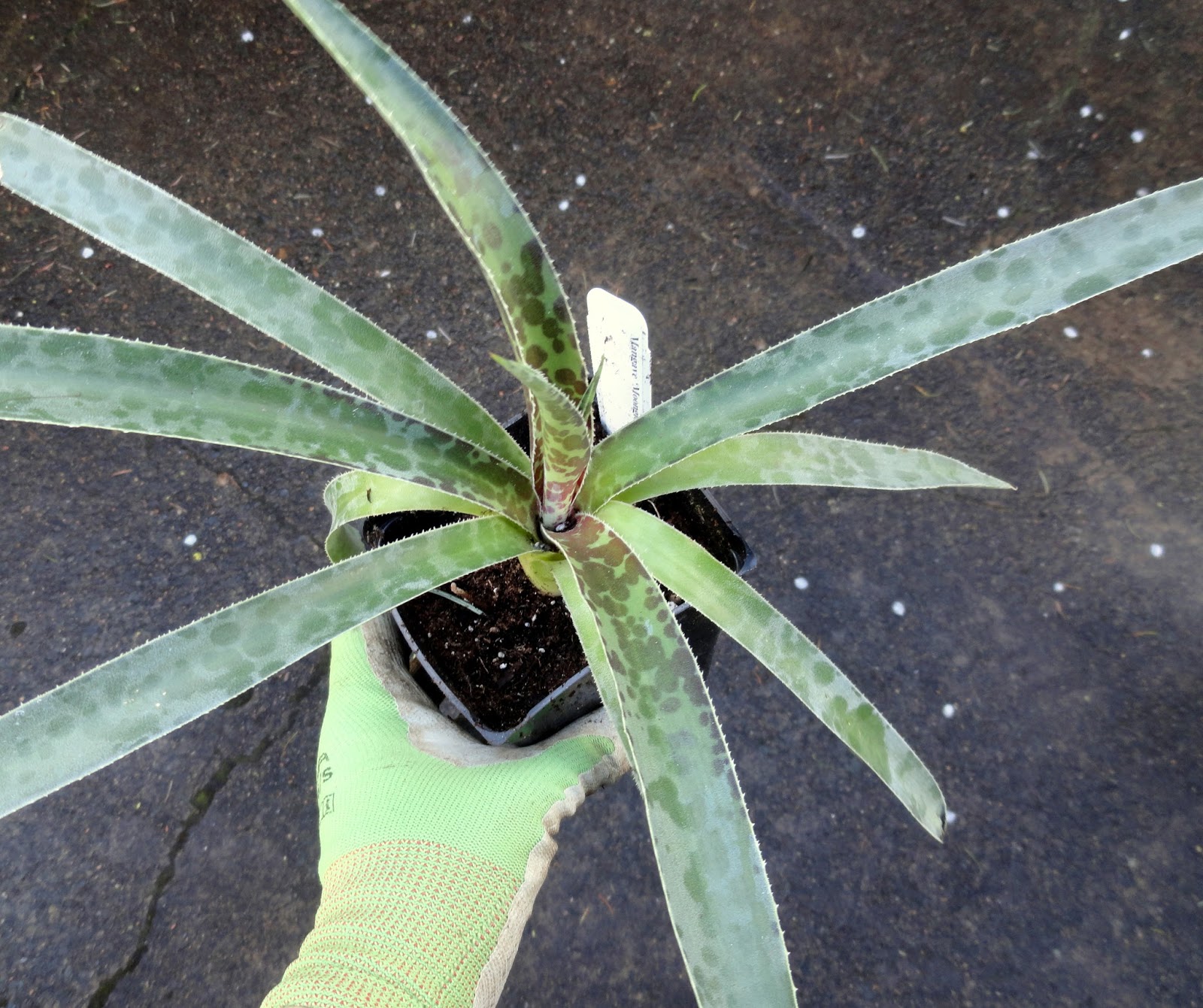 danger garden: Mangave Madness!